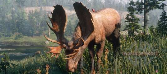 Where in Red Dead Redemption 2 to look for animals and birds card